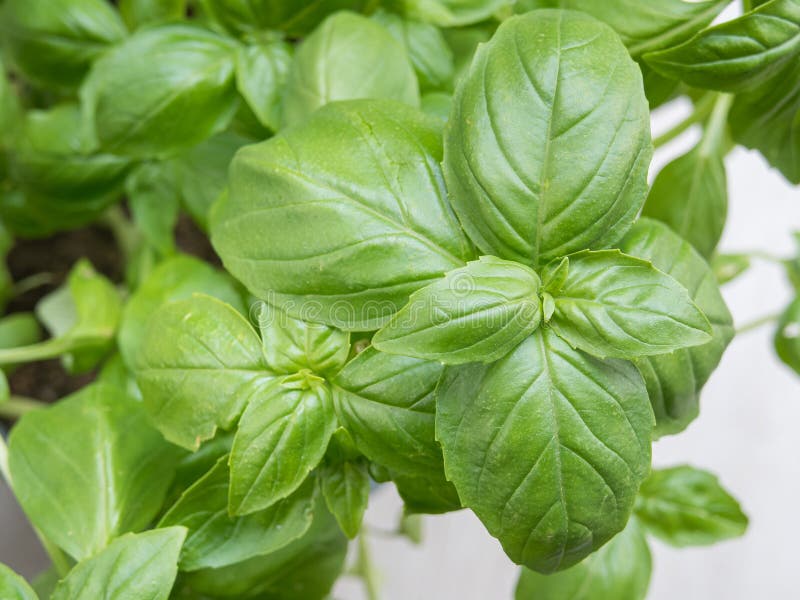 Basil in a Pot from Above Ocimum Basilicum Stock Photo - Image of ...
