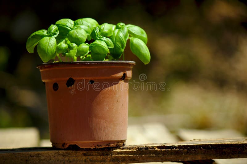 Basil pot stock photo. Image of culinary, bunch, herb - 54558500