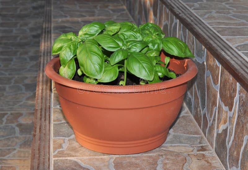 Basil in the pot stock image. Image of grows, vegetable - 32293771