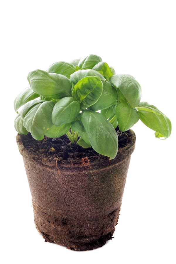 Basil in pot isolated stock image. Image of ocimum, background - 24385219