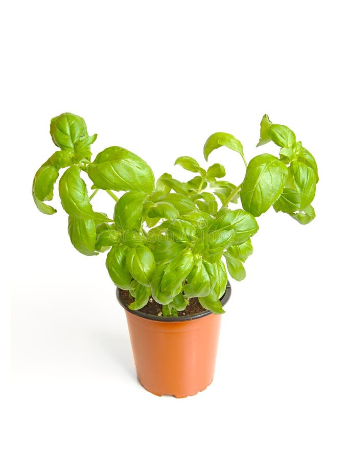 Basil in pot stock image. Image of culinary, healthy - 77826193