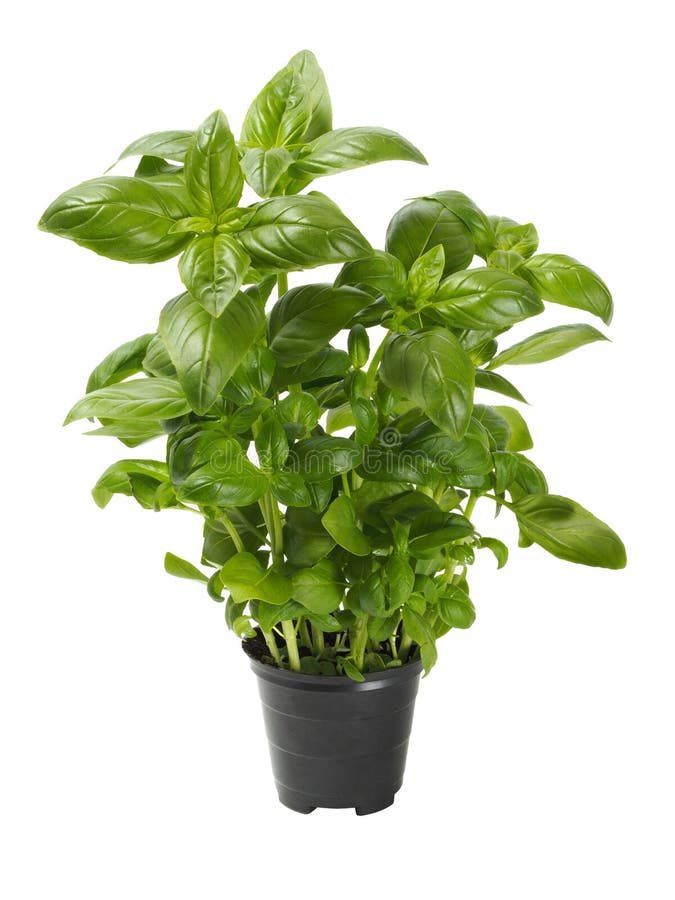 Basil in pot stock image. Image of basilicum, ocimum - 77680111