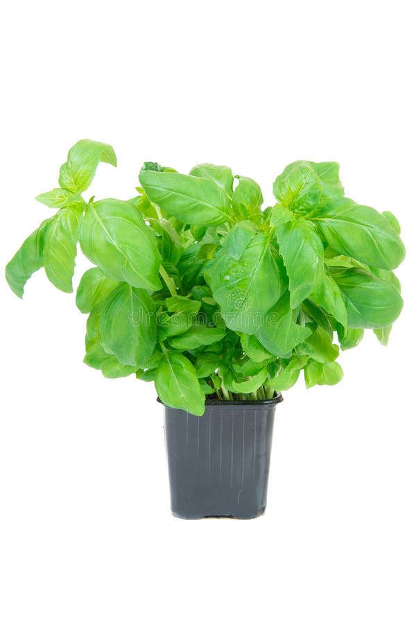 Basil in a pot stock image. Image of health, ingredient - 40368851