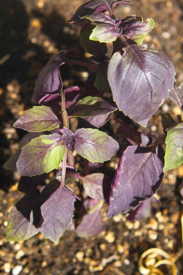 Basil purple 1784 c stock image. Image of cluster, drought - 201842257