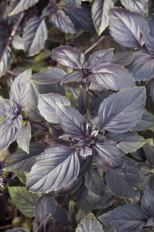 Basil purple in nature stock image. Image of basilicum - 98038401
