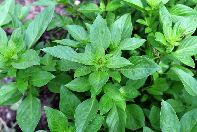 Basil stock image. Image of flavor, basil, spice, plant - 72988853