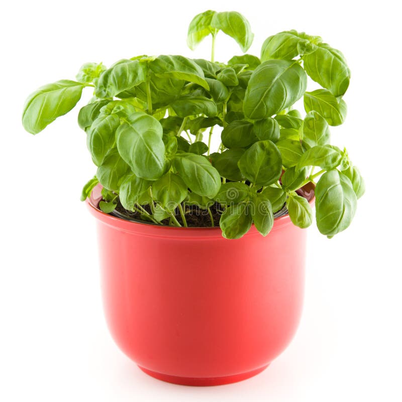 60+ Basil plant pot Free Stock Photos - StockFreeImages