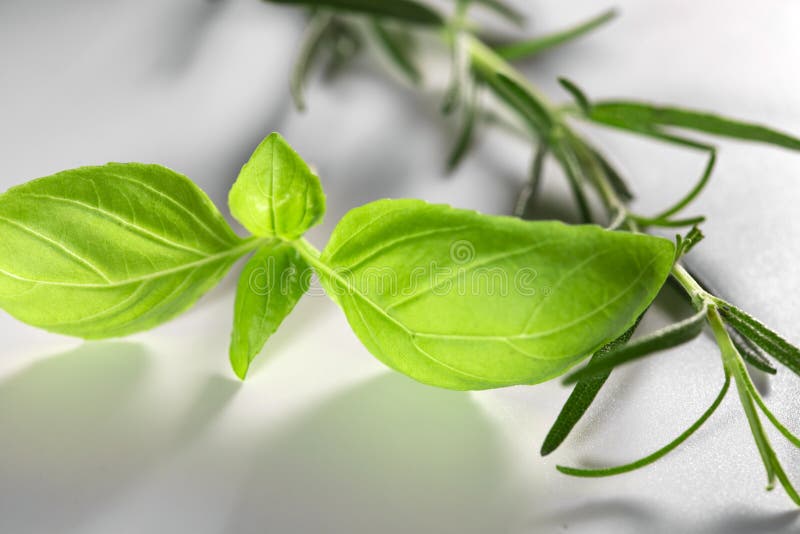 Basil and rosemary stock photo. Image of cooking, food - 173480988
