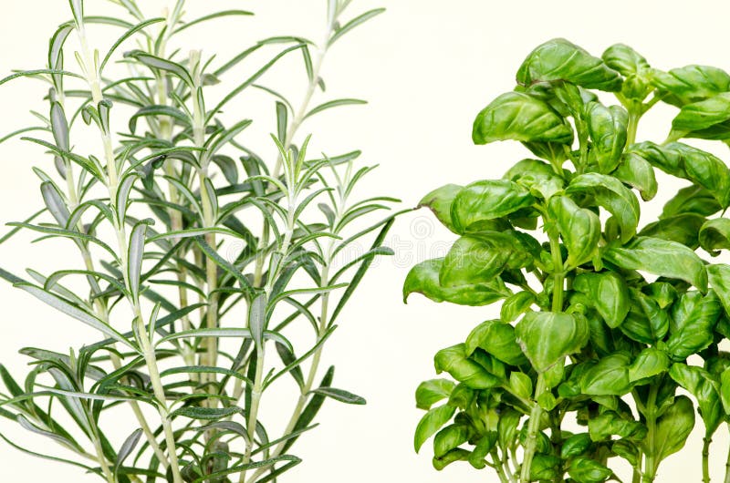 Basil, rosemary stock photo. Image of tasty, cuisine - 38324786