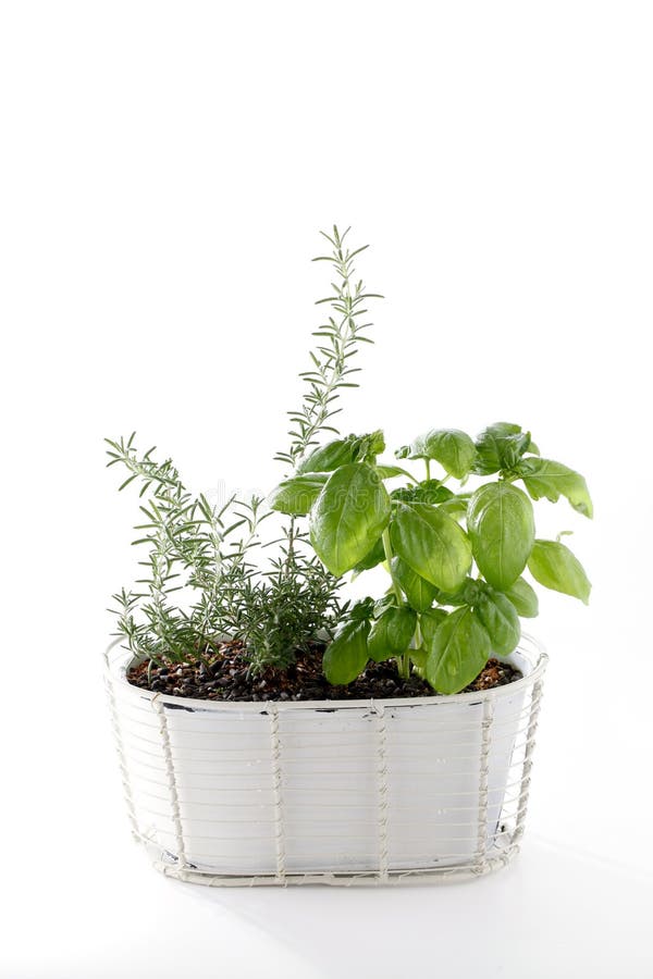Basil, Rosemary, Herb Seedling, Kitchen Garden, Stock Photo - Image of ...