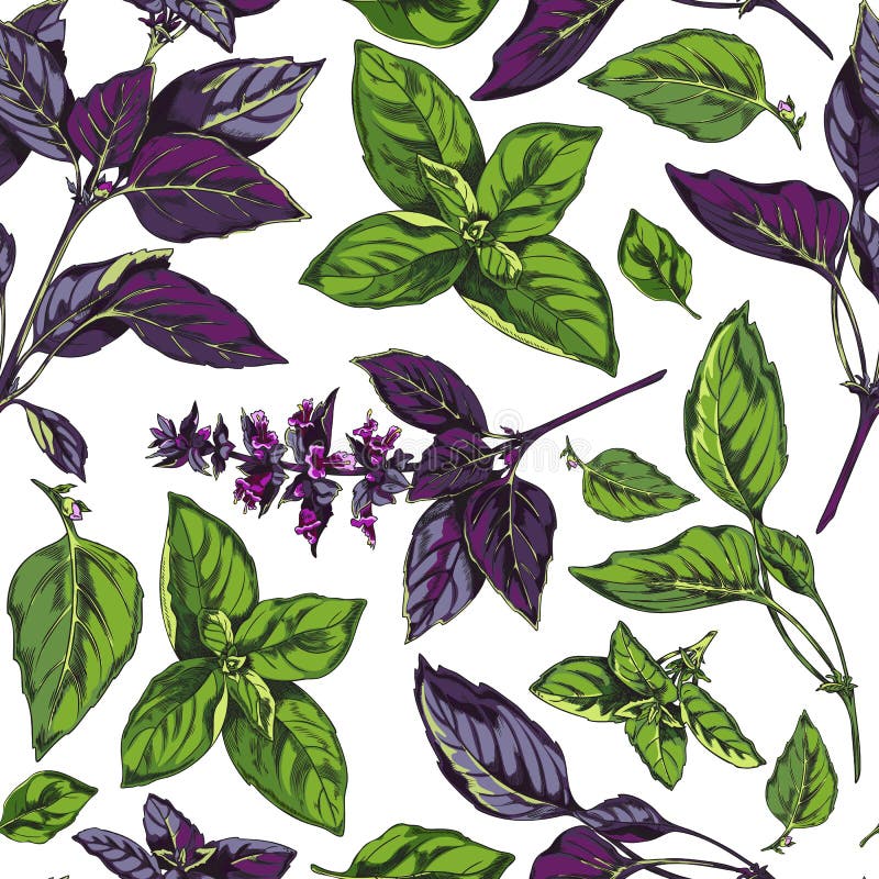 Basil Seamless Repeatable Pattern Sketch Style Vector Illustration on ...