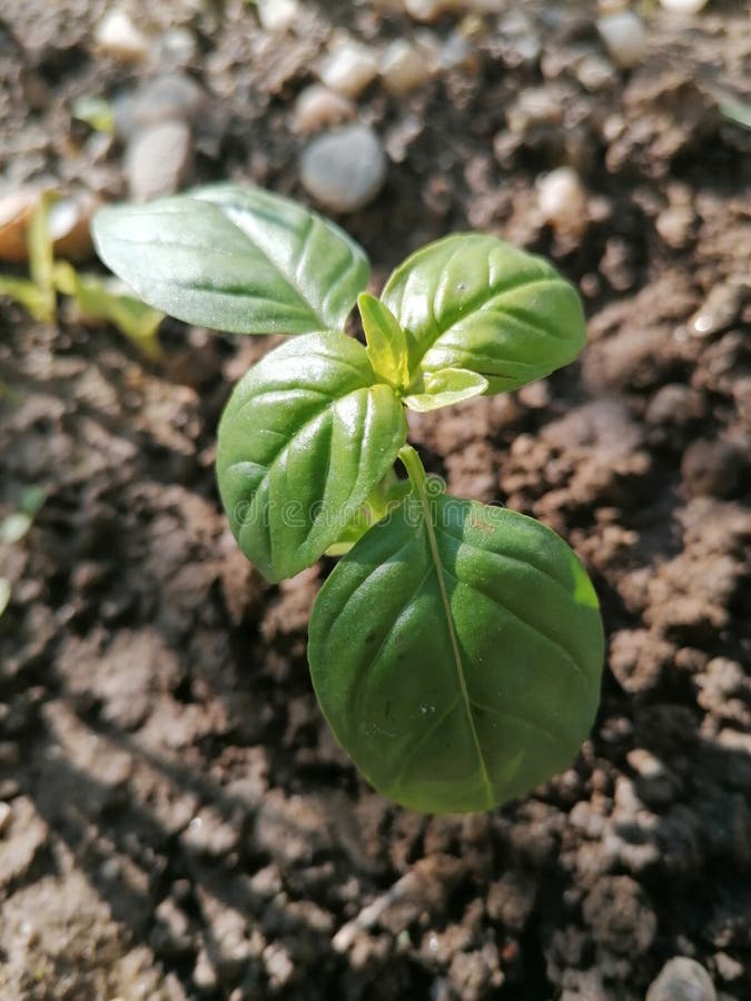 Basil Seedling in the Garden Stock Photo - Image of seedling, plants ...
