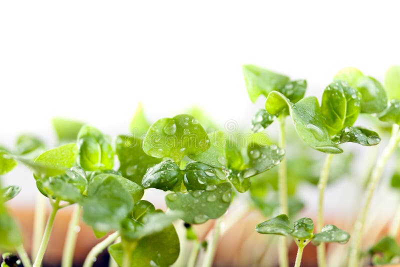 Basil seedlings stock image. Image of environment, herb - 19644097
