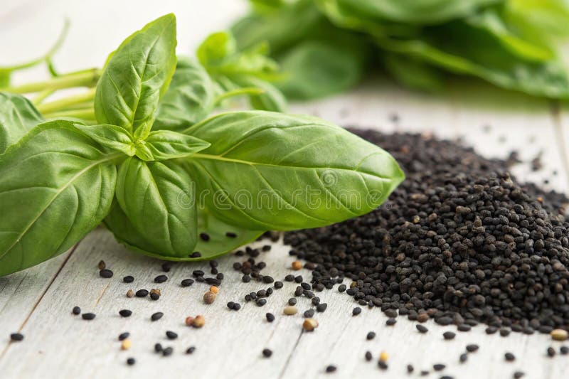 Basil Seeds with Leaves on the Side Stock Illustration - Illustration ...