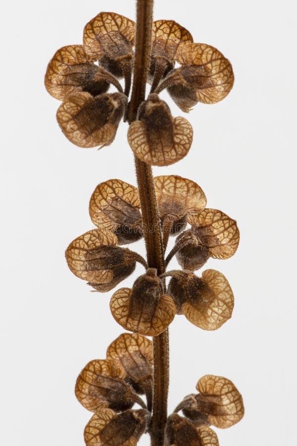 Basil seeds on plant stock photo. Image of macro, aromatic - 258375518