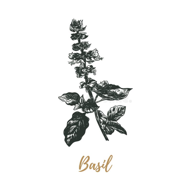 Culinary Basil Line Drawing Stock Illustrations – 234 Culinary Basil ...