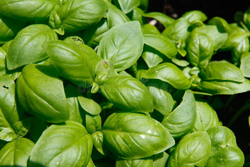 Basil stock image. Image of food, garden, cooking, herb - 31398307