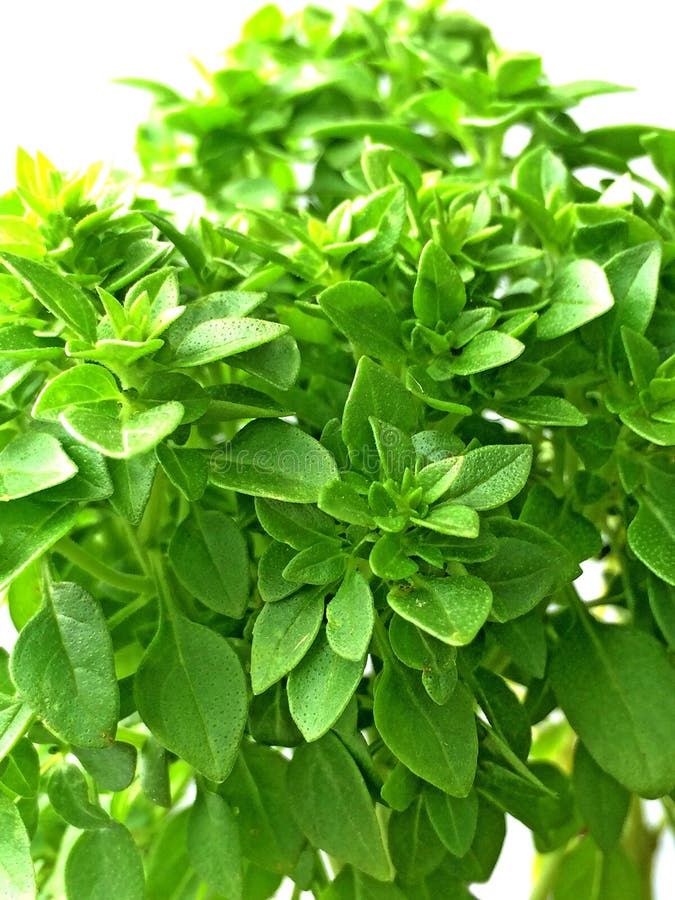 Basil with small leaves stock photo. Image of macro, white - 74947858