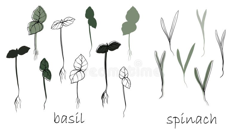 Basil and Spinach Sprouts, Microgreens Vector Hand Drawn Illustration ...