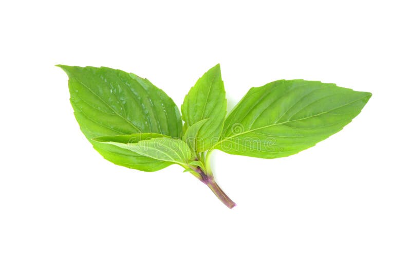 Basil Sprig stock photo. Image of ingredient, sprig, garnish - 4418502