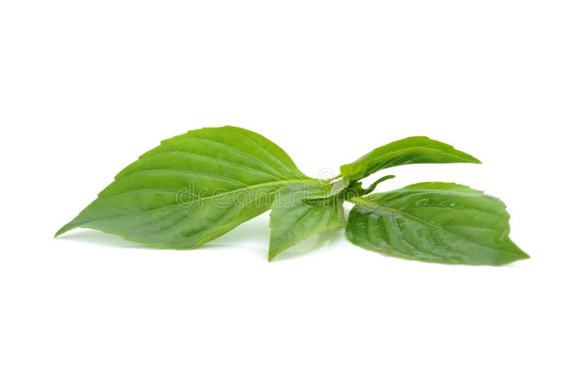 Basil leaf stock image. Image of background, summer, organic - 48866723