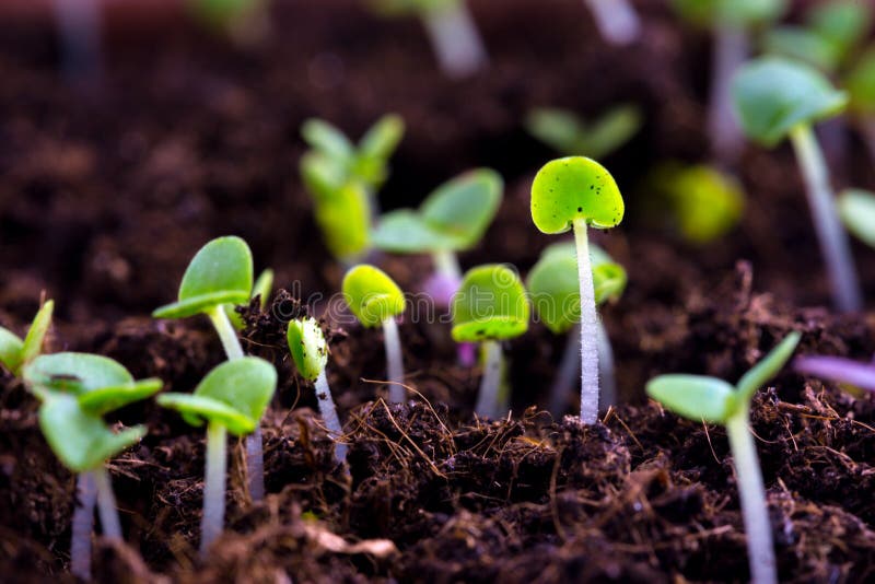 Basil Sprouts Have Sprouted Stock Photo - Image of season, natural ...