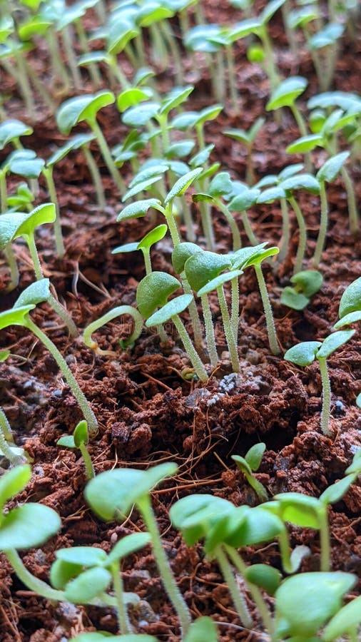 Basil sprouts home grown stock image. Image of kitchen - 208225075