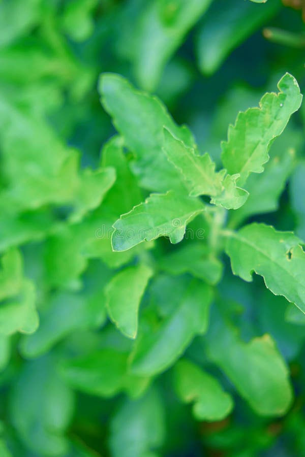 Basil Stem with Leaf for Food or Herb Overhead View Stock Photo - Image ...