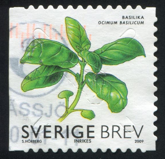 Basil editorial photography. Image of herb, fresh, sweden - 363278922
