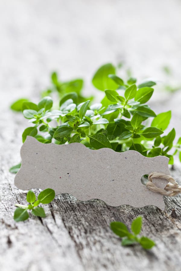 Basil and tag stock photo. Image of rustic, tasty, vegetarian - 30342150