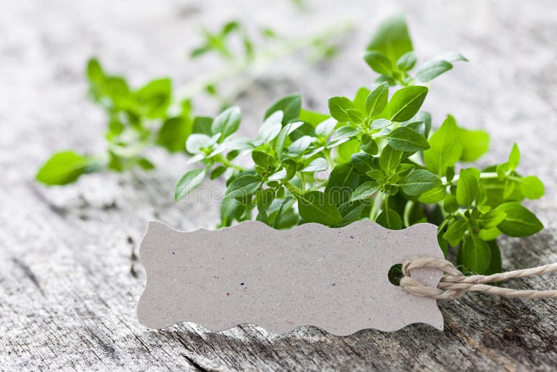 Basil stock image. Image of herbal, green, aromatic, food - 30342389