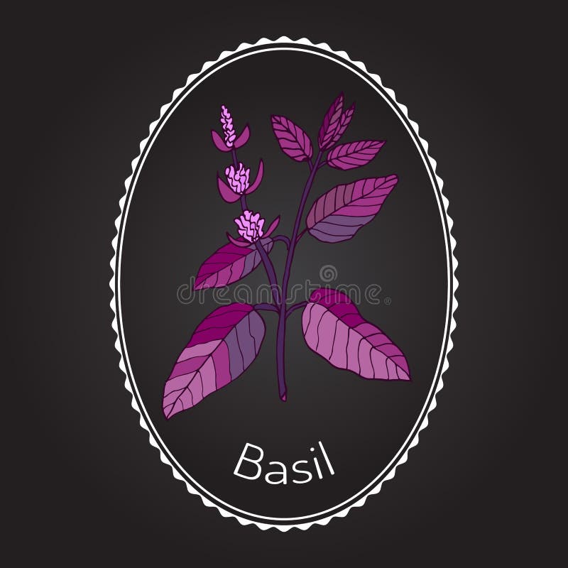 Basil stock vector. Illustration of culinary, kitchen - 79624946