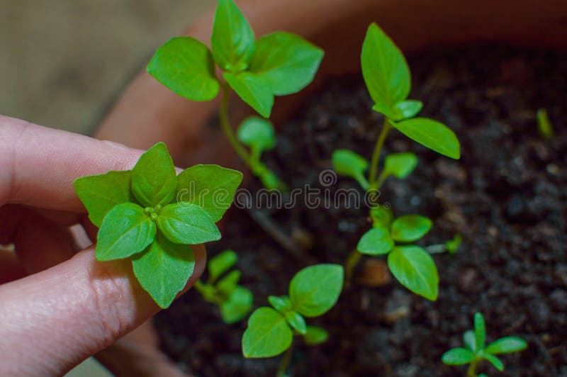 Basil with Three Leaves in a Pot Seedlings Stock Image - Image of ...