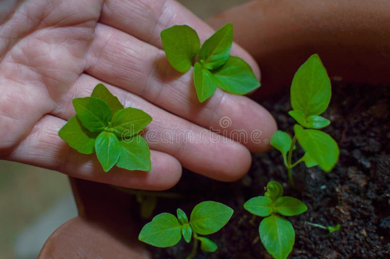 Basil with Three Leaves in a Pot Seedlings Stock Image - Image of ...