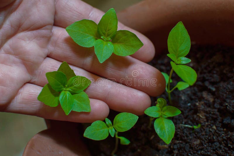 Basil with Three Leaves in a Pot Seedlings Stock Image - Image of basil ...