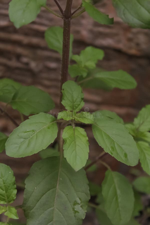 It is a Basil Tree Blooming in the Garden Stock Image - Image of food ...