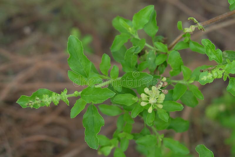 Basil tree close up stock photo. Image of basil, herb - 50630904