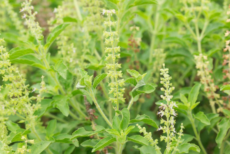 Basil tree stock image. Image of spices, tree, garden - 92224675