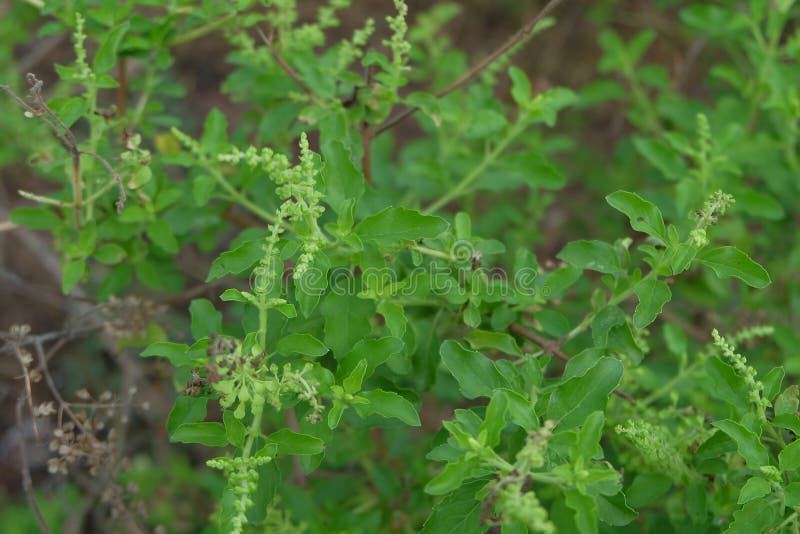 Basil tree stock image. Image of ingredient, cook, leaf - 50630899