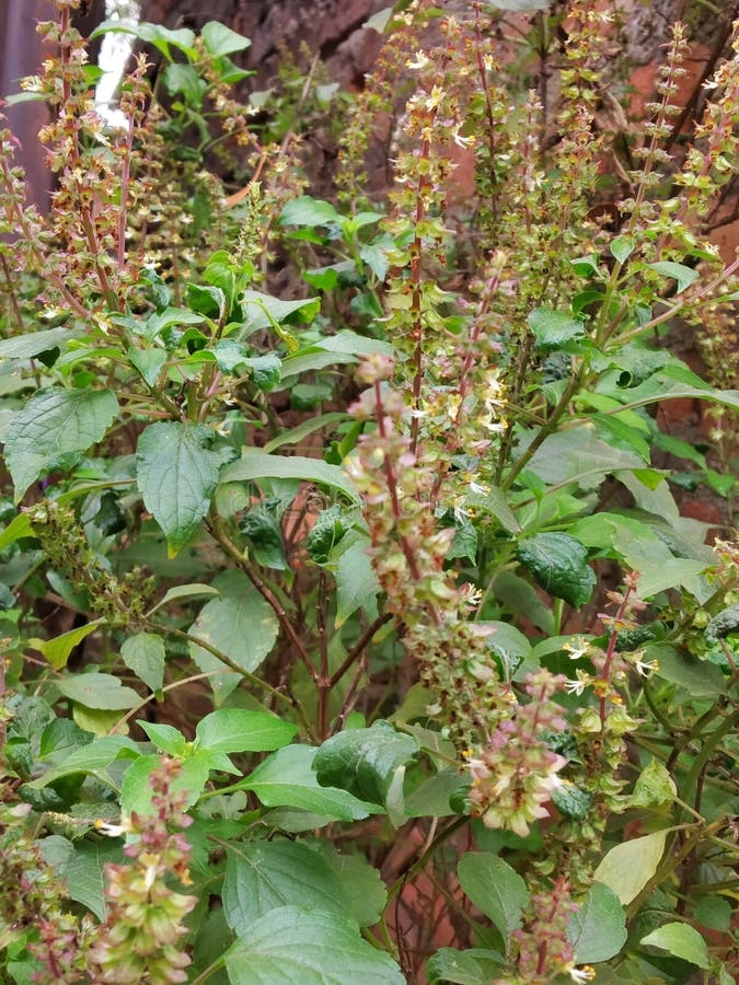 This is a Basil Tree Stock Photo Image. Stock Photo - Image of fresh ...