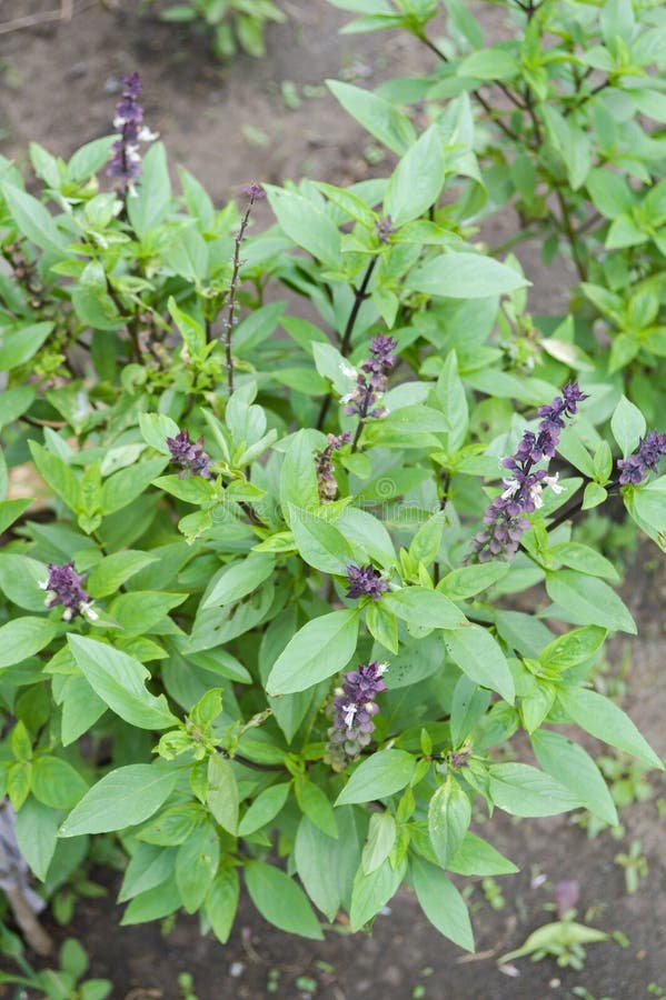Basil tree stock image. Image of basilicum, thai, tree - 60669649