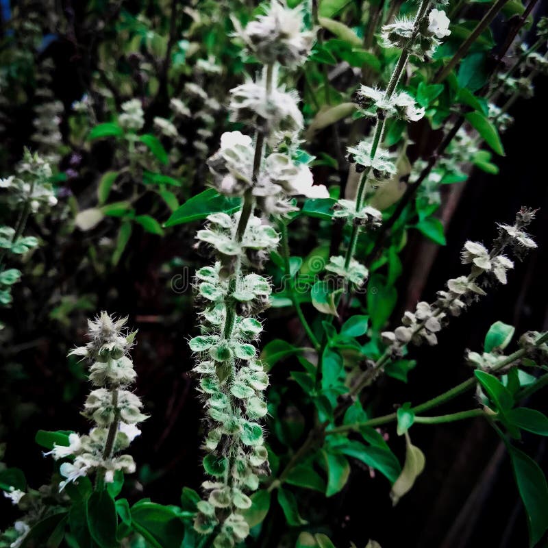 Basil Trees in a Plantation Field Stock Image - Image of basil, field ...