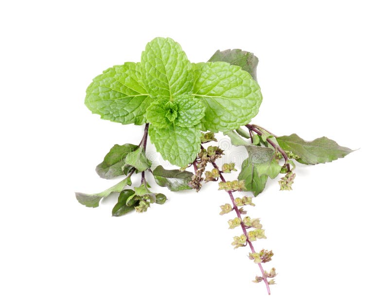 Wild Holy Basil Tulasi in Flower Isolated Stock Image - Image of purple ...