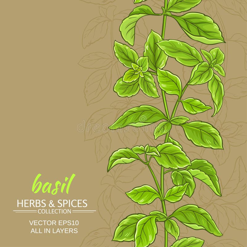 Basil vector set stock vector. Illustration of healthy - 78473702