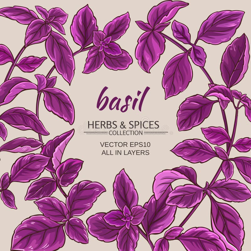 Basil vector set stock vector. Illustration of healthy - 78473702