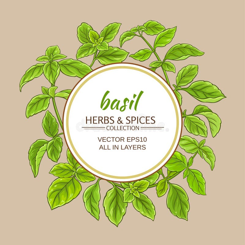 Basil vector set stock vector. Illustration of garden - 106761262