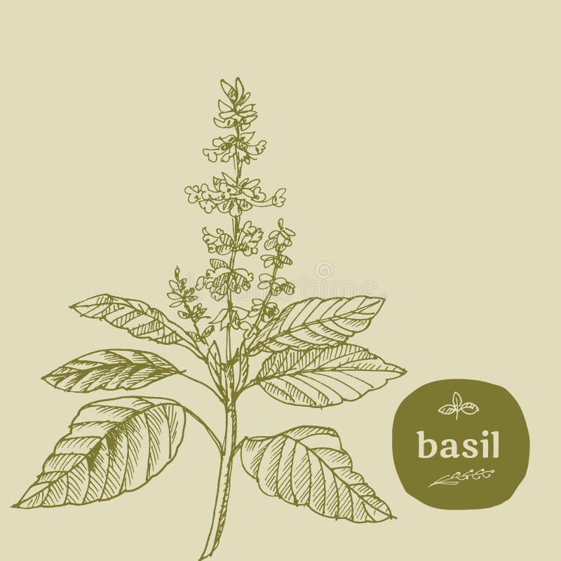 Basil stock vector. Illustration of retro, style, graphic - 64442950