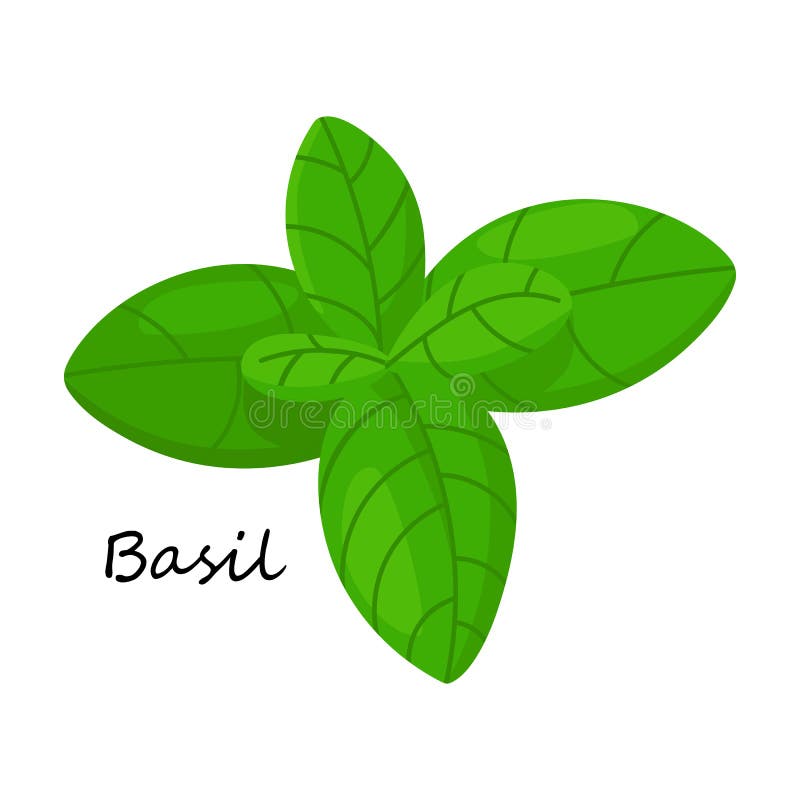 Vector Basil Leaves Isolated On White Background Stock Vector ...