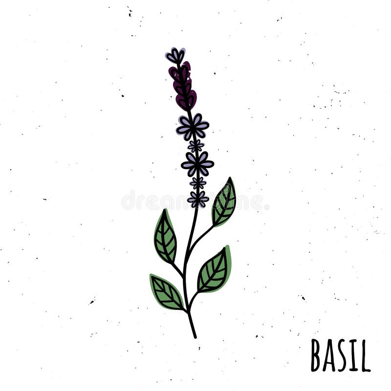 Basil. Vector Illustration with a Plant. Hand Drawn Style Stock ...