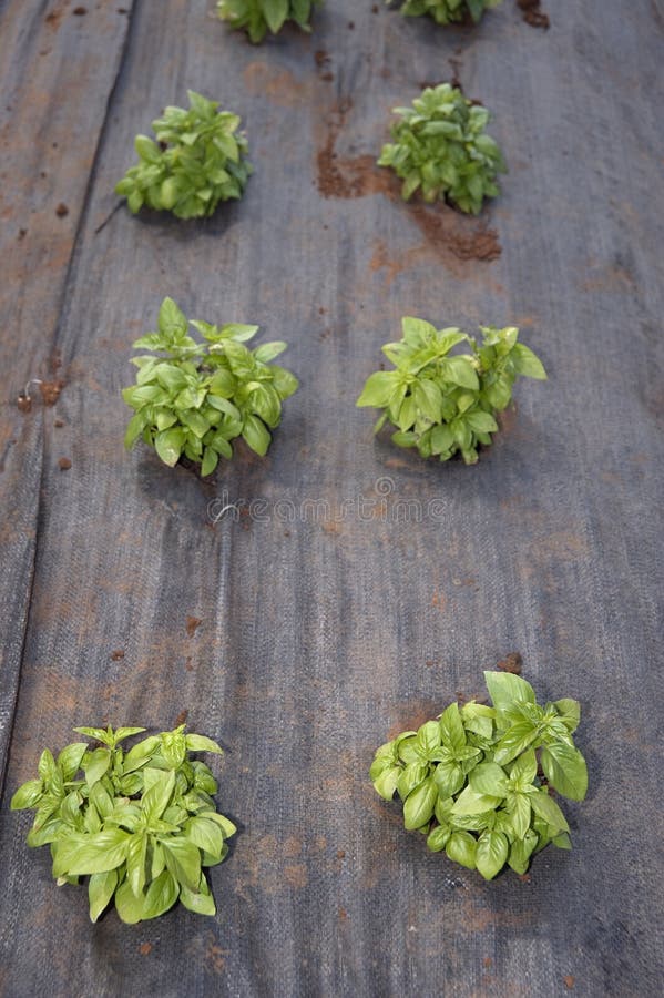 Basil in vegetable garden stock photo. Image of garden - 5144704